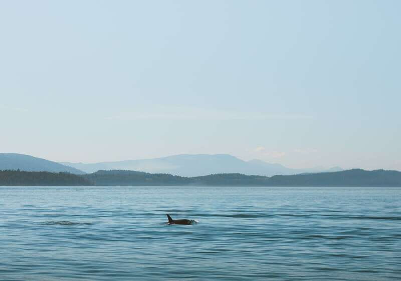 Telegraph Cove: 3-Hour Whale Watching Tour in a Zodiac Boat - An Inside Look at the Experience