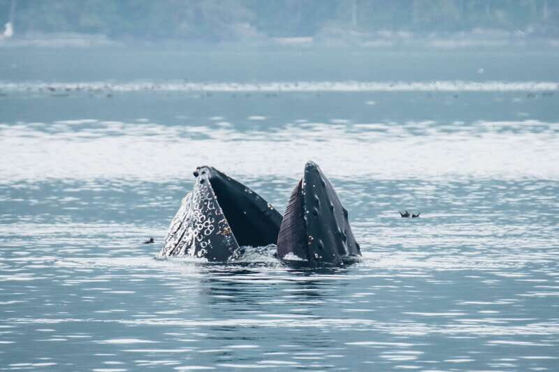 Telegraph Cove: 3-Hour Whale Watching Tour in a Zodiac Boat - Who Will Love This Tour?