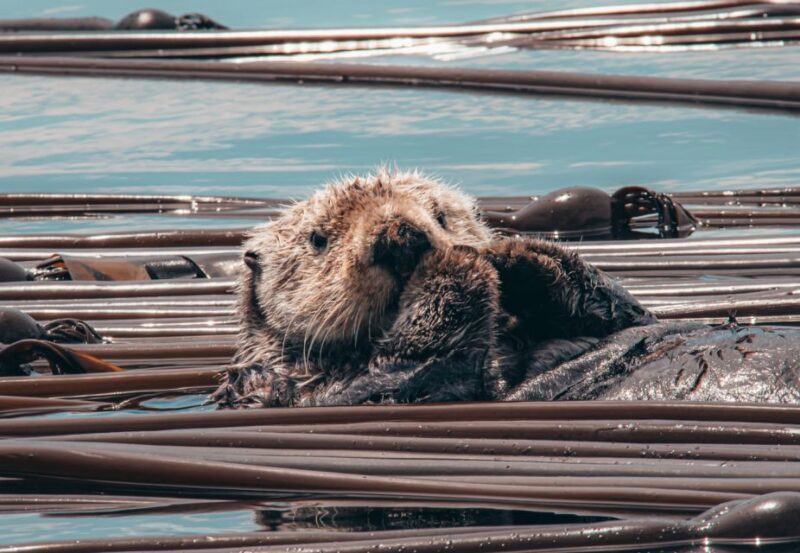 Telegraph Cove: 3-Hour Whale Watching Tour in a Zodiac Boat - The Sum Up: Who Should Consider This Tour?