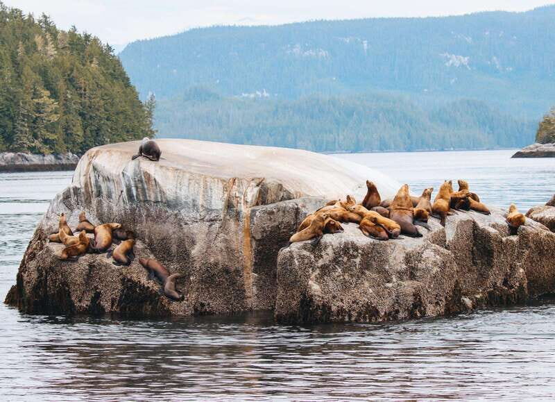 Telegraph Cove: Day Trip Kayaking Tour - What Reviewers Are Saying