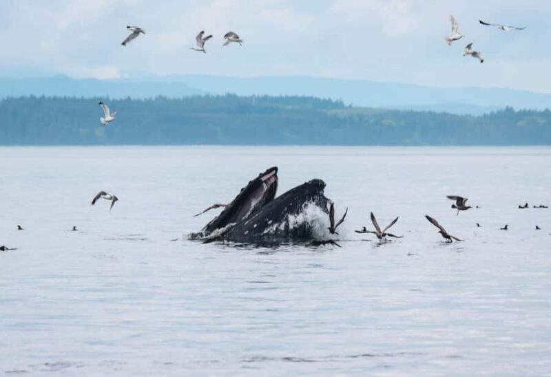 Telegraph Cove: Full-Day Trip Kayaking Tour - Why This Kayaking Tour Could Be Your Best Day on Vancouver Island