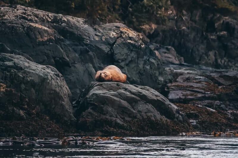 Telegraph Cove: Full-Day Trip Kayaking Tour - Considering the Cost and Value