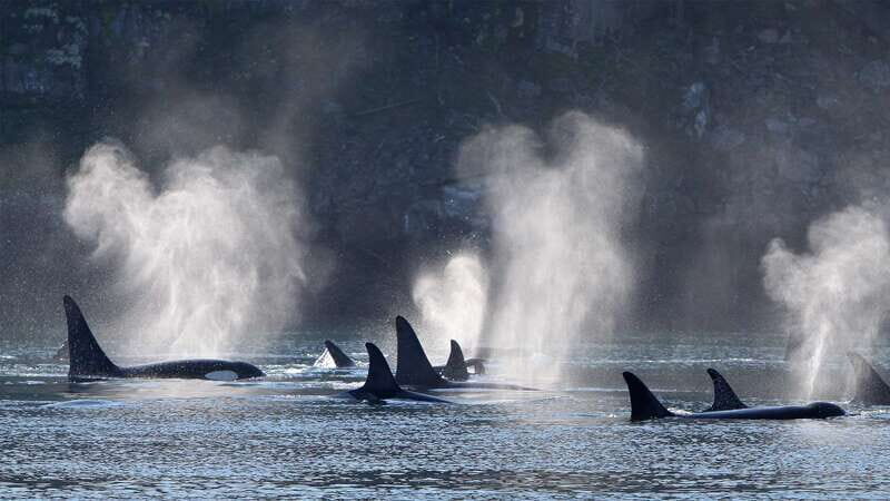 Telegraph Cove: Whale Watching Adventure with Free Photos - Wildlife Encounters and Sightings Guarantee