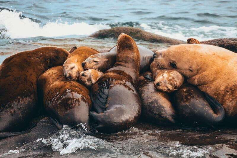 Telegraph Cove: Whale Watching Adventure with Free Photos - Who Will Love This Tour?