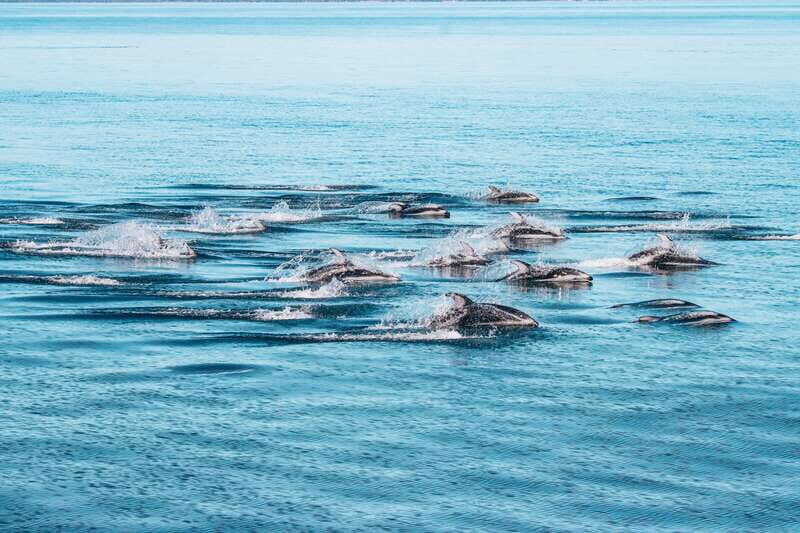 Telegraph Cove: Whale Watching Adventure with Free Photos - What Could Be Better?