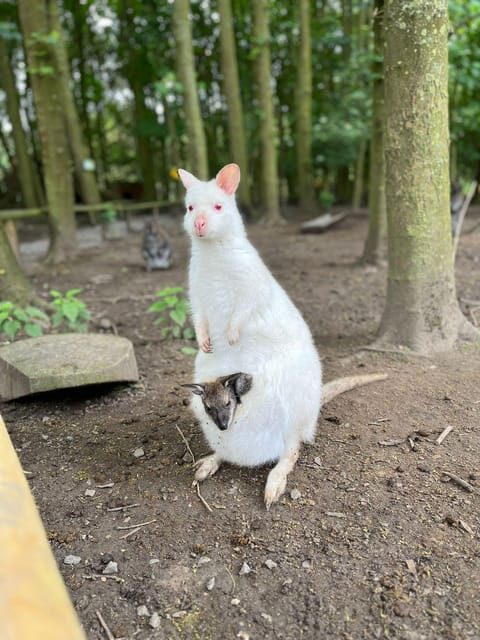 TELFORD: Hoo Zoo and Dinosaur World Entry Ticket - A Deep Dive into the Experience at Hoo Zoo and Dinosaur World