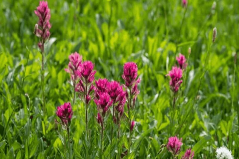 Telluride Half Day Jeep Tours - The Sum Up: Is It Worth It?