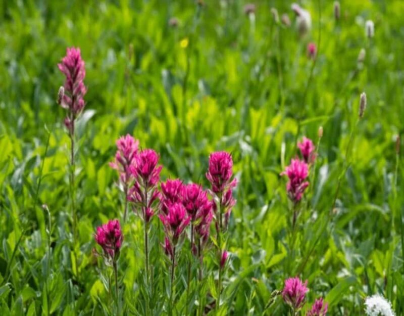 Telluride Half Day Jeep Tours - FAQ