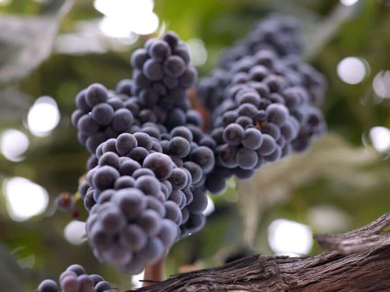 Temecula: 3-Winery Tour with Tastings and Lunch - An In-Depth Look at the Temecula 3-Winery Tour