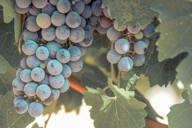 Temecula Valley Afternoon Wine Tour with Tastings and Cheeseboard - Key Points