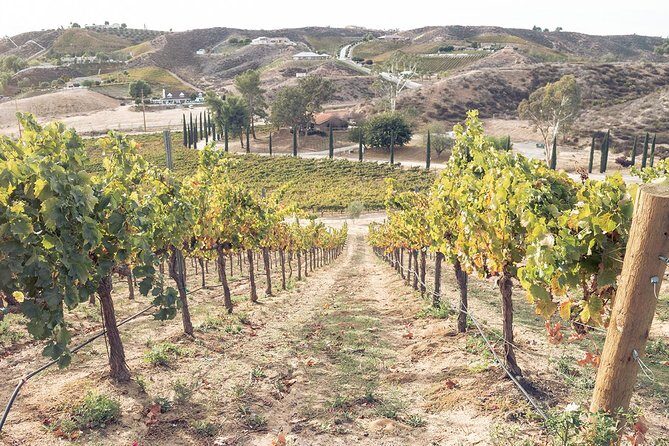Temecula Valley Afternoon Wine Tour with Tastings and Cheeseboard - Who Should Book This Tour?
