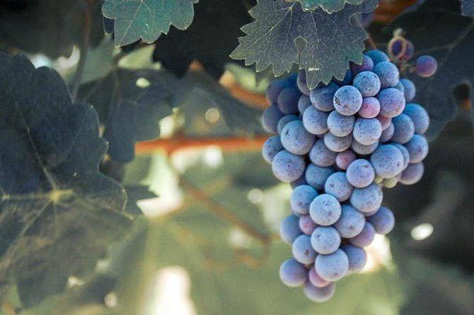 Temecula Valley Morning Wine Tour with Tastings and Cheeseboard - Authentic Experiences Based on Guest Reviews