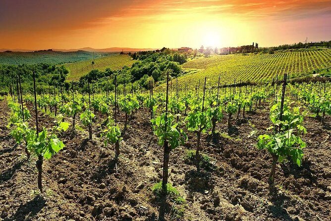 Temecula Wine Country Tour from San Diego - Why This Tour Works Well