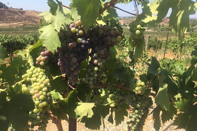Temecula Wine Tasting PRIVATE Tour - Why Choose This Temecula Wine Tour?
