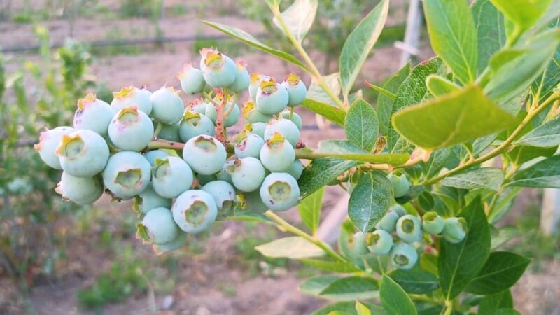 Tempio Pausania: Visit a Distillates Workshop with Tasting - The Sum Up