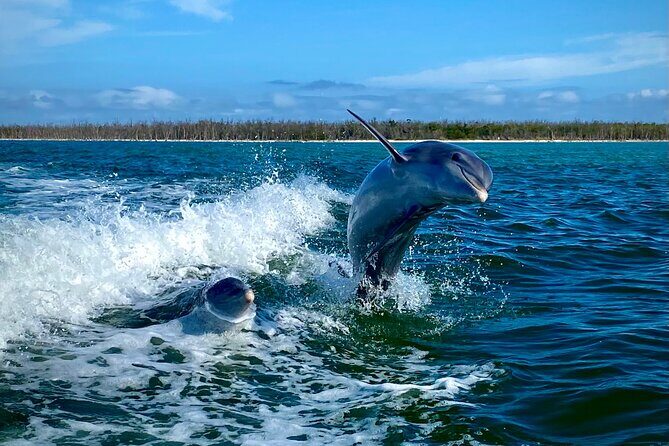 Ten Thousand Islands Eco/Dolphin Tour - What You Can Expect from the Experience