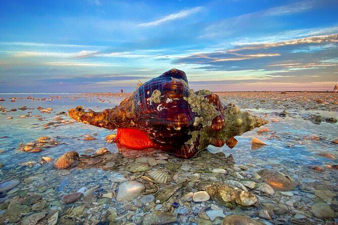 Ten Thousand Islands Eco/Dolphin Tour - The Sum Up