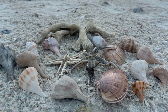 Ten Thousand Islands Sunset, Beach and Eco Tour - Why This Tour Works for Different Travelers