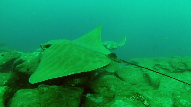 Tenerife: 2 Diving Sessions for Certified Divers - Final Thoughts
