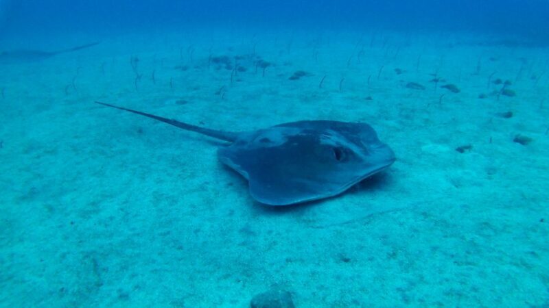 Tenerife: 2 Diving Sessions for Certified Divers - FAQ
