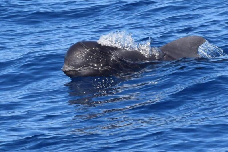 Tenerife: 3 &-6 Hour Private Whale & Dolphin Watching - How the Tour Fits into Your Travel Itinerary