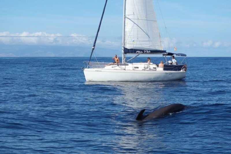 Tenerife: 3 &-6 Hour Private Whale & Dolphin Watching - Practical Tips for Your Trip