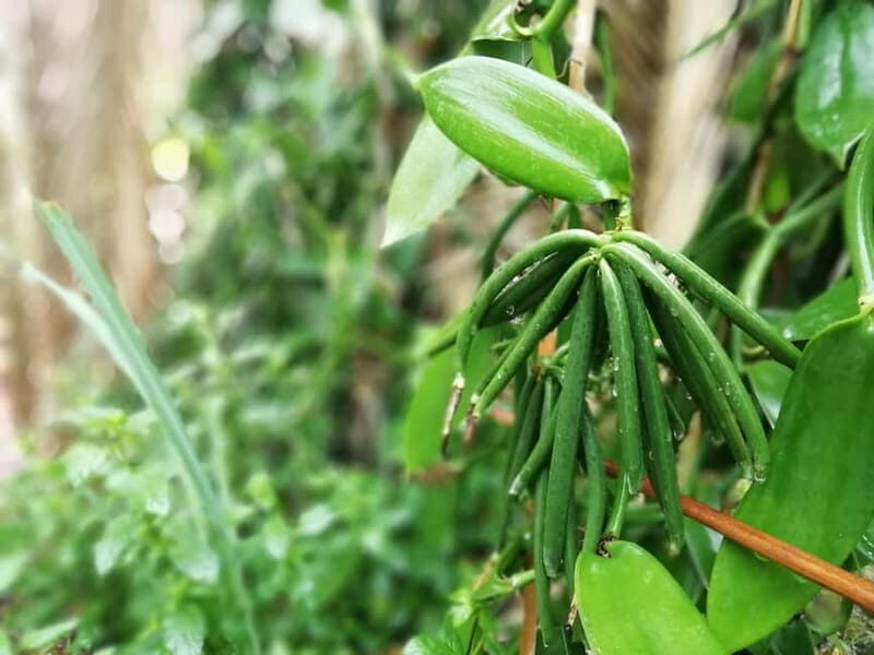 Tenerife: A tour in a food forest and a vanilla cultivation - Key Points