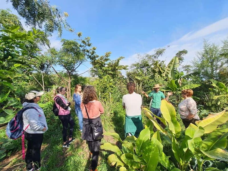Tenerife: A tour in a food forest and a vanilla cultivation - An In-Depth Look at the Tenerife Food Forest & Vanilla Tour