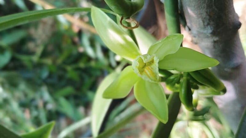 Tenerife: A tour in a food forest and a vanilla cultivation - FAQs About the Vanilla & Food Forest Tour