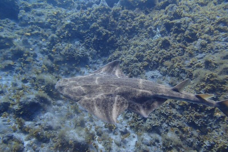 Tenerife: Abades Beach Beginner Diving Experience - Exploring Tenerife’s Underwater World Without Prior Experience