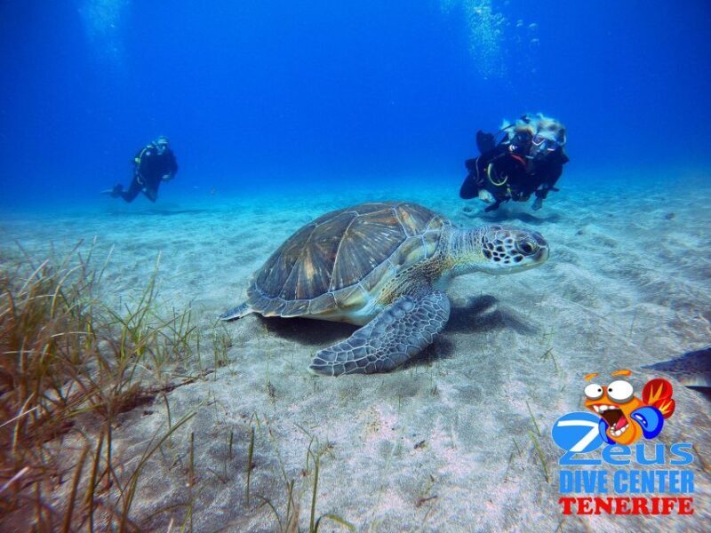 Tenerife: Abades Beach Beginner Diving Experience - What We Think About the Value
