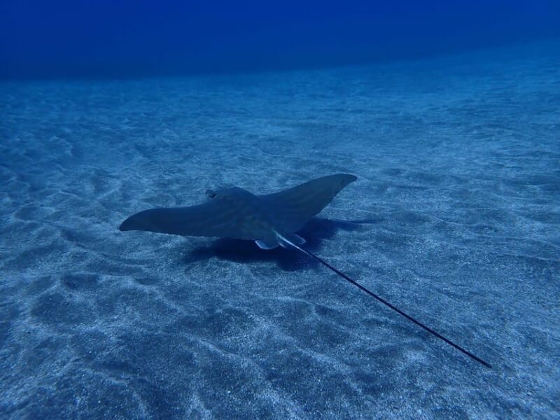 Tenerife: Abades Beach Beginner Diving Experience - The Authentic Touch: Family-Friendly and Locally Enjoyable