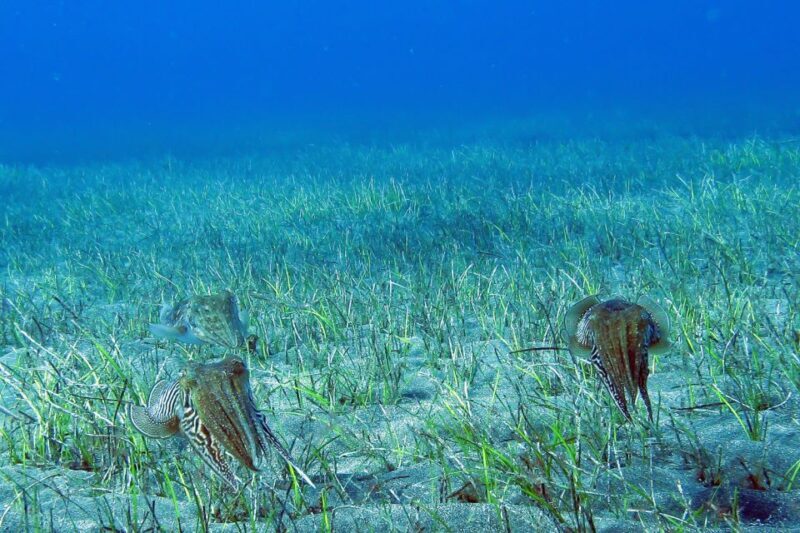 Tenerife: Abades Beach Beginner Diving Experience - Authentic Reviews from Participants
