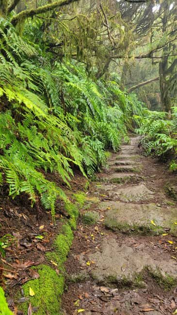 Tenerife Anaga Mountains: Circular hike in the laurel forest  small group max. 10 - Introduction: Why the Anaga Mountains Circular Hike Stands Out