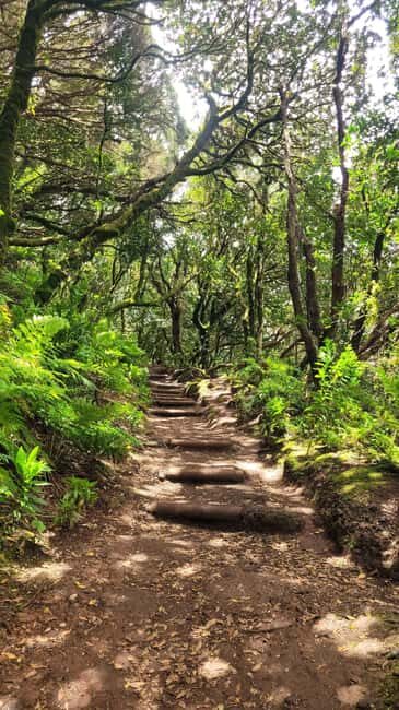 Tenerife Anaga Mountains: Circular hike in the laurel forest  small group max. 10 - Who Will Love This Hike?