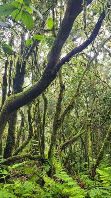 Tenerife Anaga Mountains: Circular hike in the laurel forest - A Genuine Look at the Hike: What to Expect