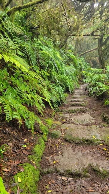 Tenerife Anaga Mountains: Circular hike in the laurel forest - Practical Tips for Your Hike