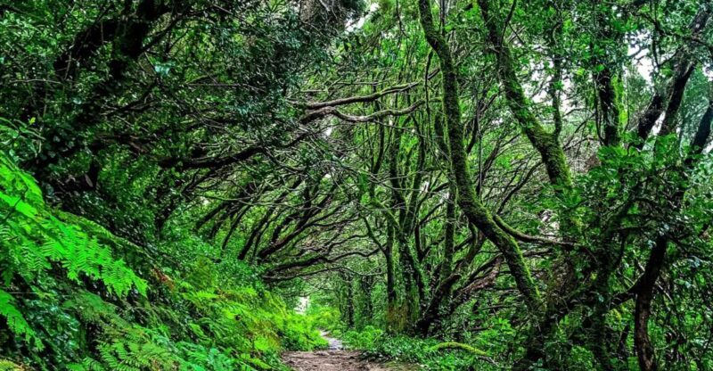 Tenerife: Anaga Rural Park Private Tour - FAQ