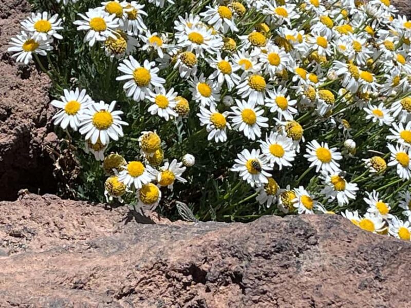 Tenerife: Ascent to the peak of Mount Teide with official permit and tour guide. - Final Thoughts: Who Will Love This Tour?