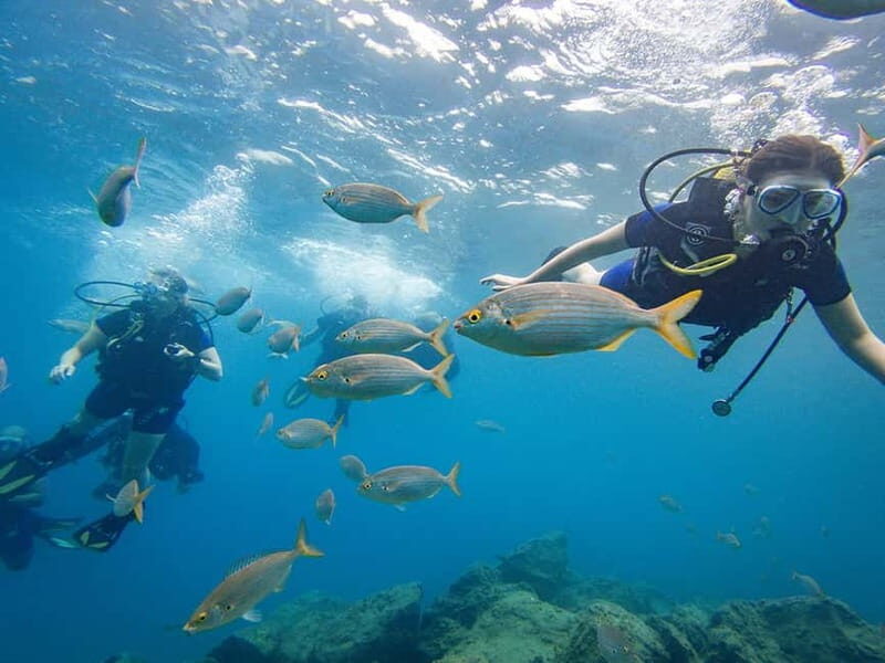 Tenerife: Beginner Scuba Diving Experience with Pickup - Key Points