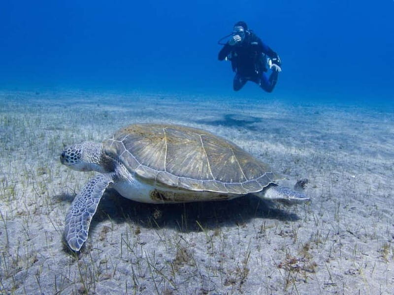 Tenerife: Beginner Scuba Diving Experience with Pickup - The Experience in Detail