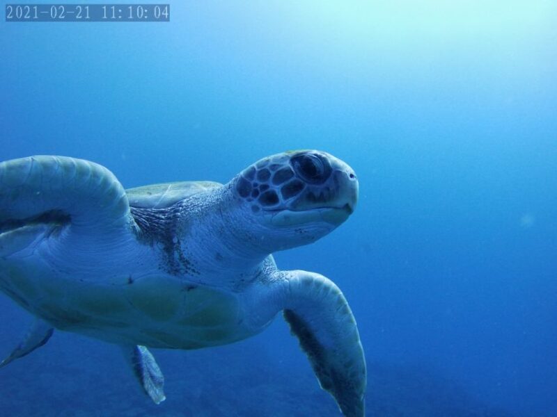 Tenerife: Beginner's Dive at a Spot with Turtle Sightings - Frequently Asked Questions