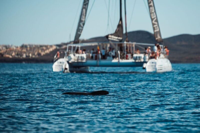 Tenerife: Catamaran Cruise with Brunch and Unlimited Drinks - Practical Tips for Travelers