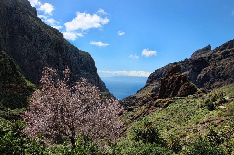 Tenerife: Complete Island Tour with Masca - Who Will Love This Tour?