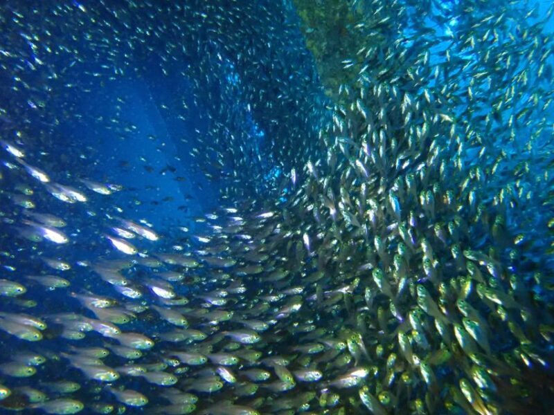 Tenerife: Costa Adeje Private Diving Lesson Experience - The Experience Environment: Setting and Group Size
