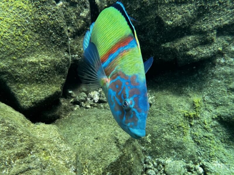 Tenerife : Diving License in one day - Key Points