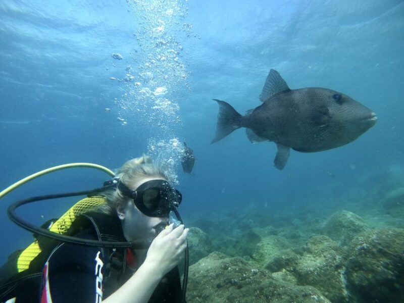 Tenerife : Diving License in one day - Why This Tour Stands Out in Tenerife