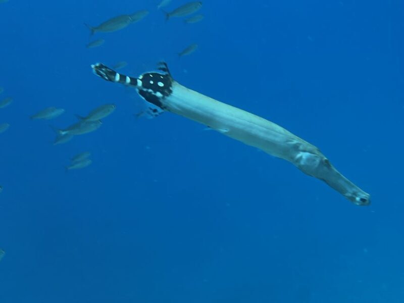 Tenerife : Diving License in one day - The Practical Aspects: What You Need to Know
