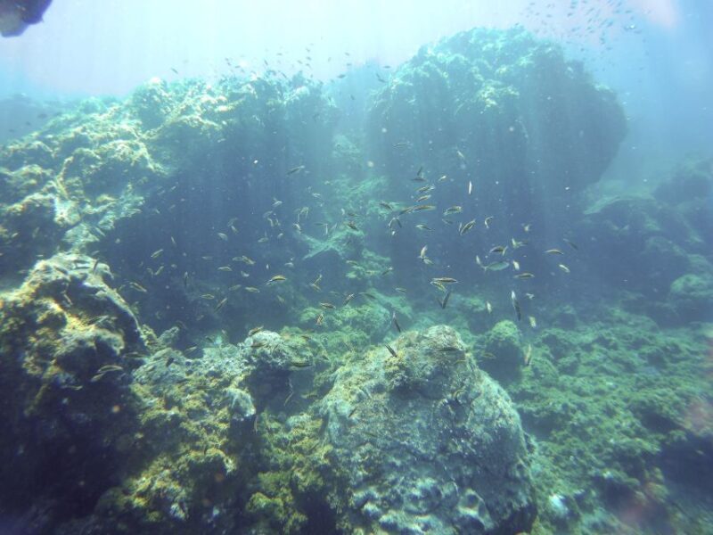 Tenerife Exclusive Snorkeling Trip with Marine Biologist - What to Expect from the Experience