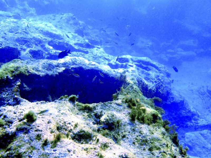 Tenerife Exclusive Snorkeling Trip with Marine Biologist - Why This Tour Offers Good Value